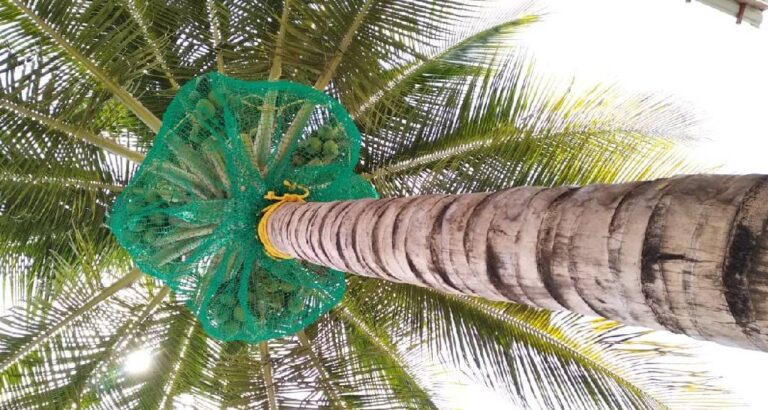 Coconut Tree Safety Nets Fixing | Call 9859995553 for Installation ...